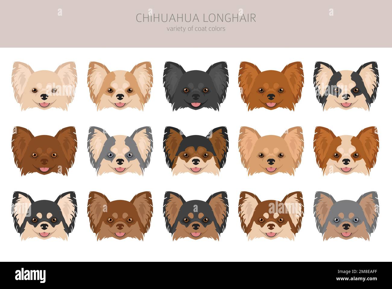 Running longhaired chihuahua hi-res stock photography and images - Alamy