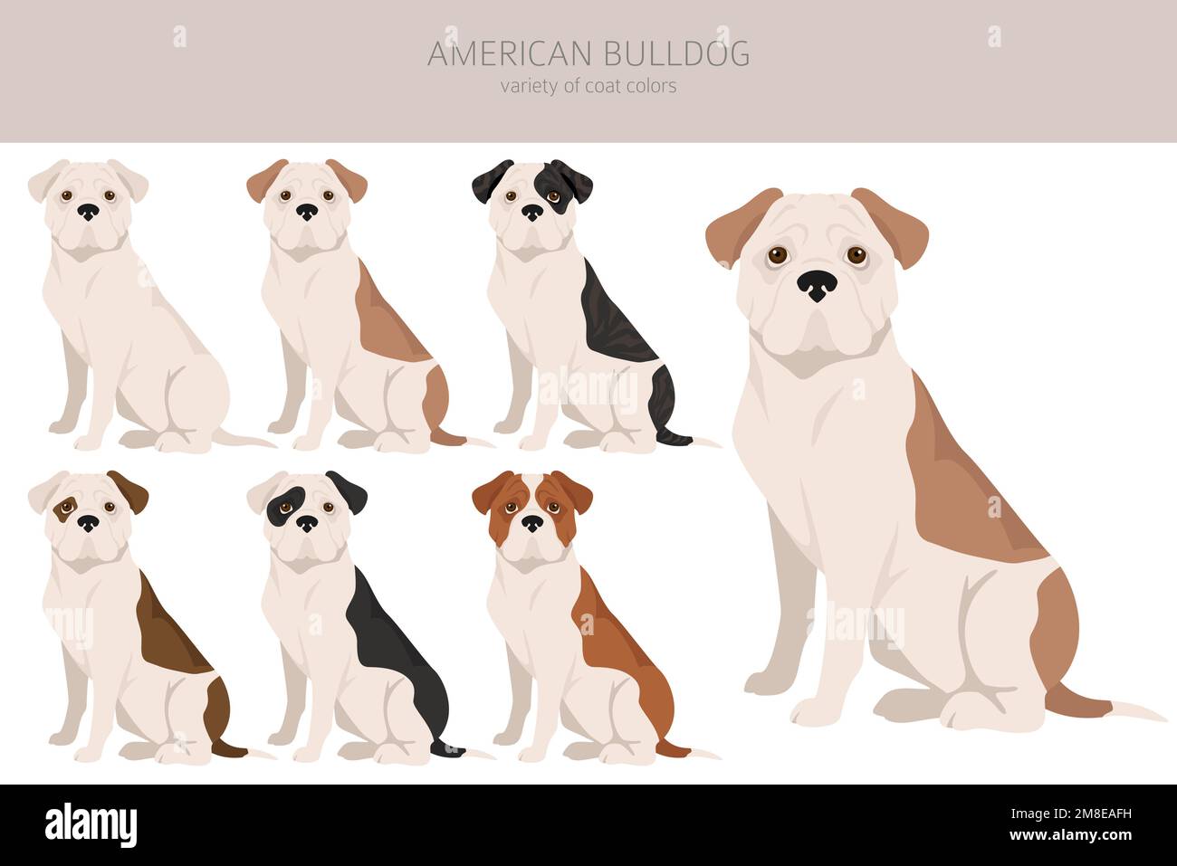 American bulldog all colours clipart. Different coat colors set. Vector ...