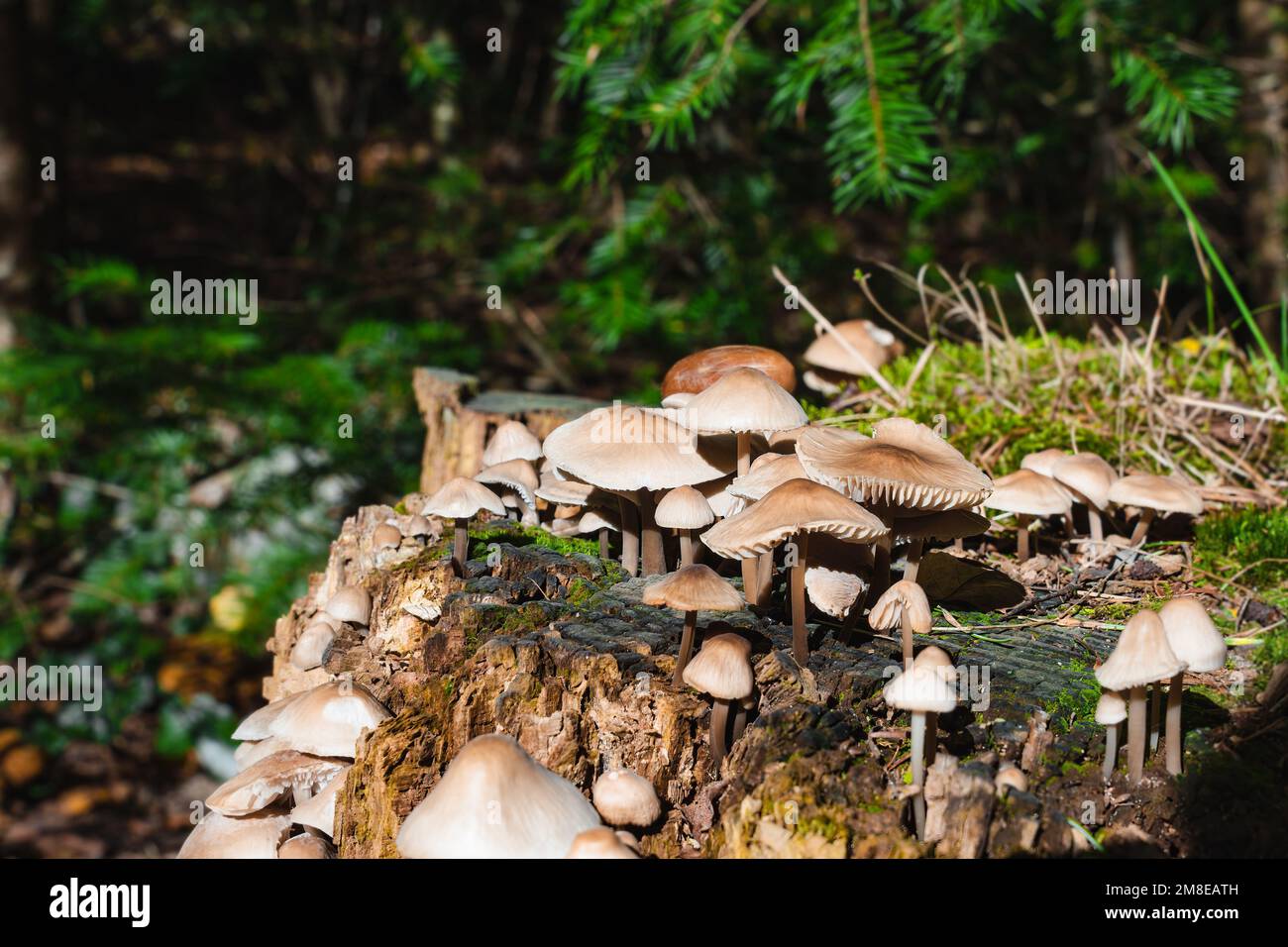 Many forest mushrooms or fungi grow on a stump covered with moss ...