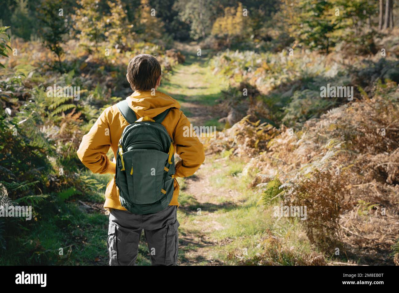 Young man traveler with backpack walks in sunny forest. Forest paths ...