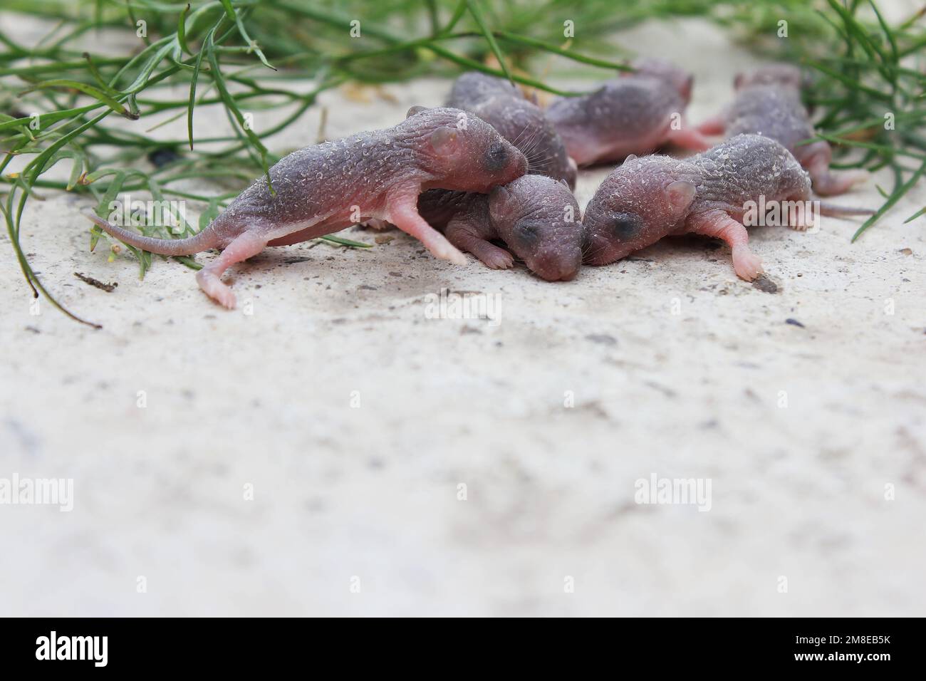 A group of small newborn rats or mice. Gray little rats with closed ...