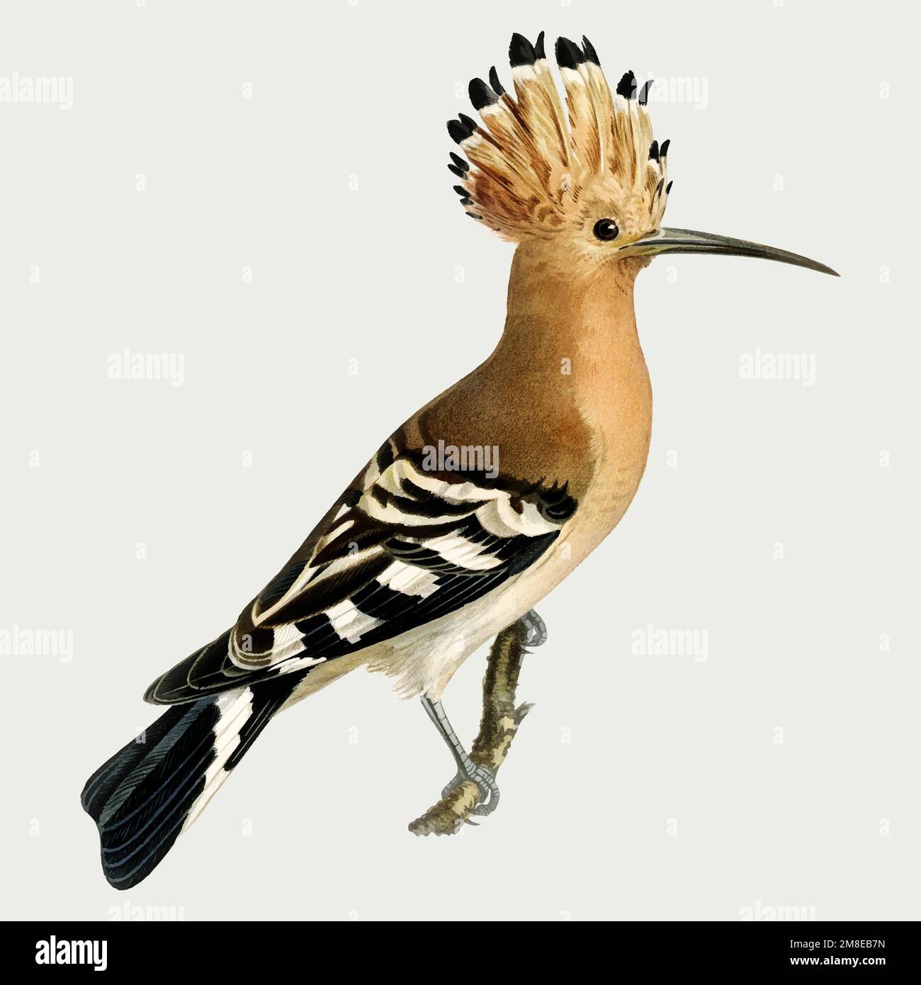 Eurasian hoopoe bird vector hand drawn Stock Vector Image & Art - Alamy