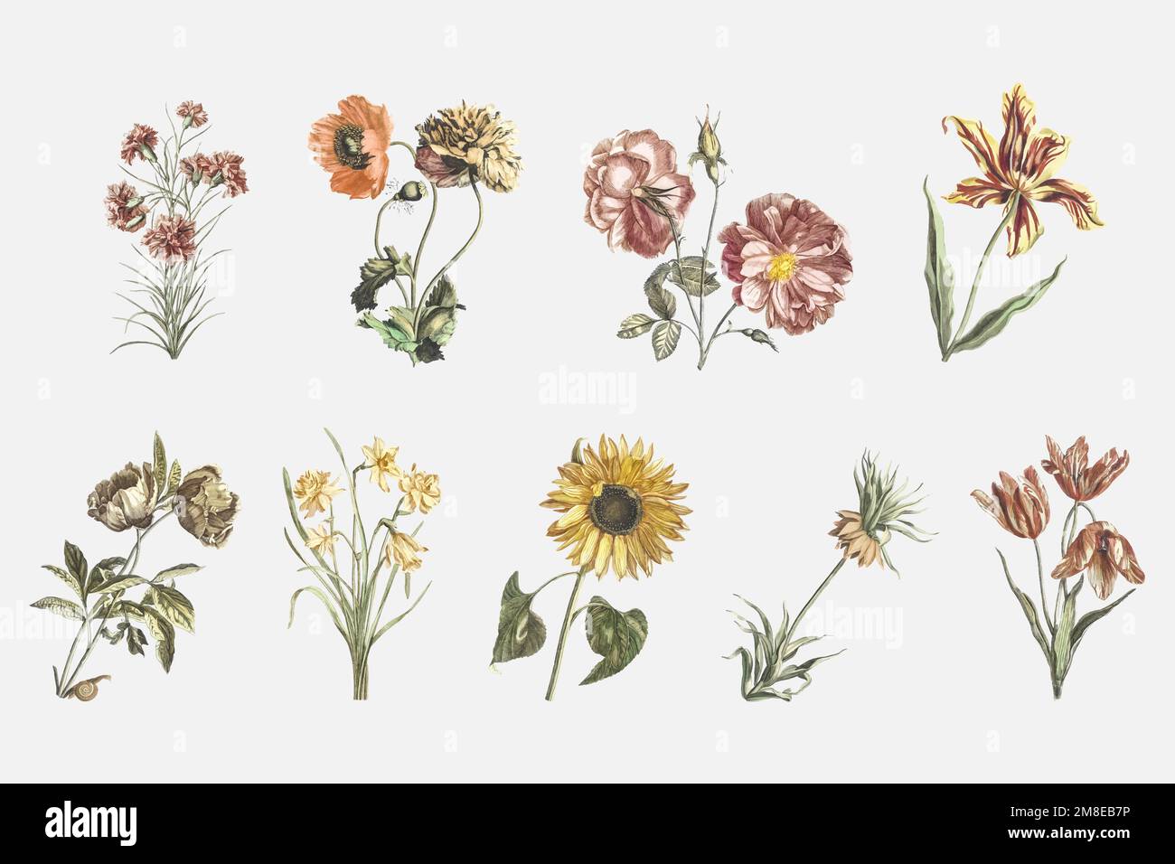 Vintage flower vector hand drawn illustration set Stock Vector Image ...