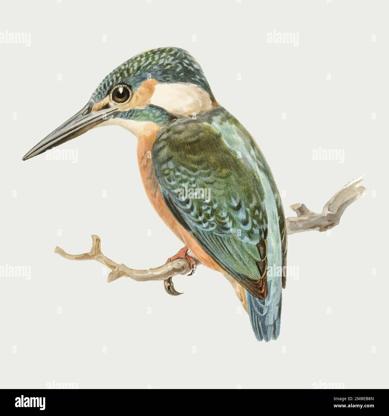 Alcedo bird Stock Vector Images - Alamy