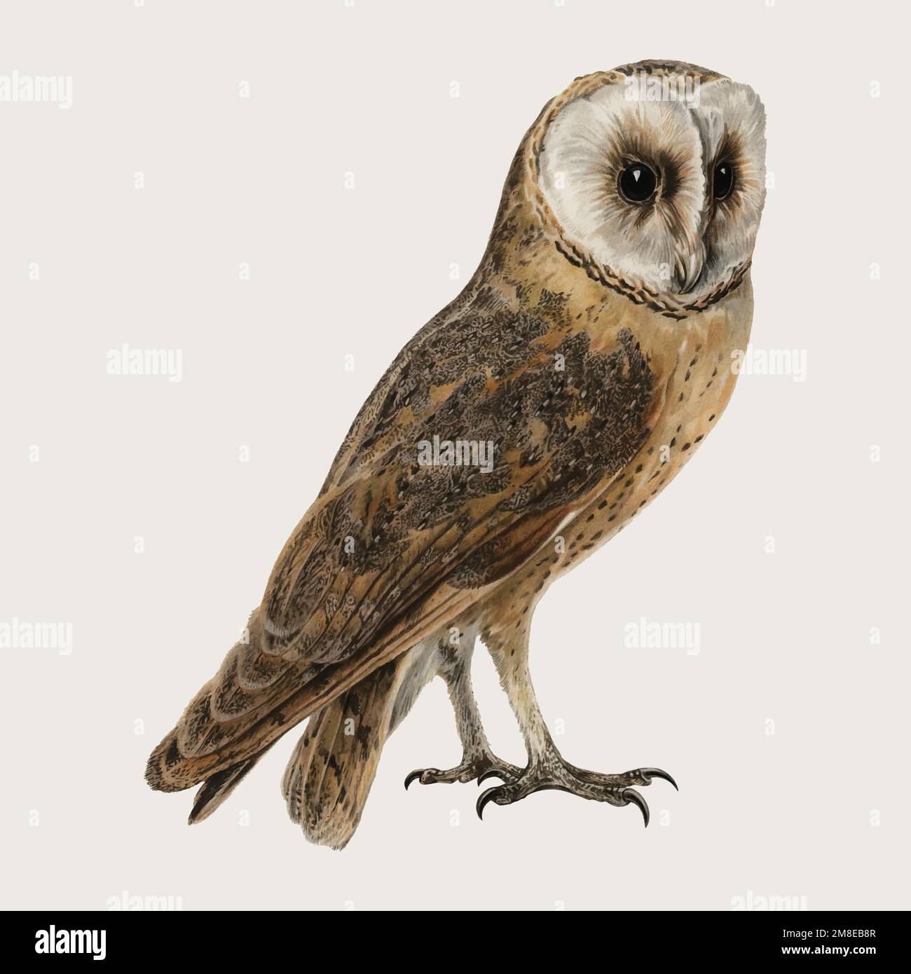 Barn owl Stock Vector Images - Alamy