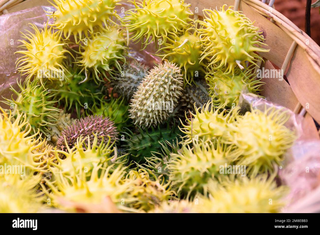 Cucumis anguria, cakery, West Indian gourd green colour with stripes ...