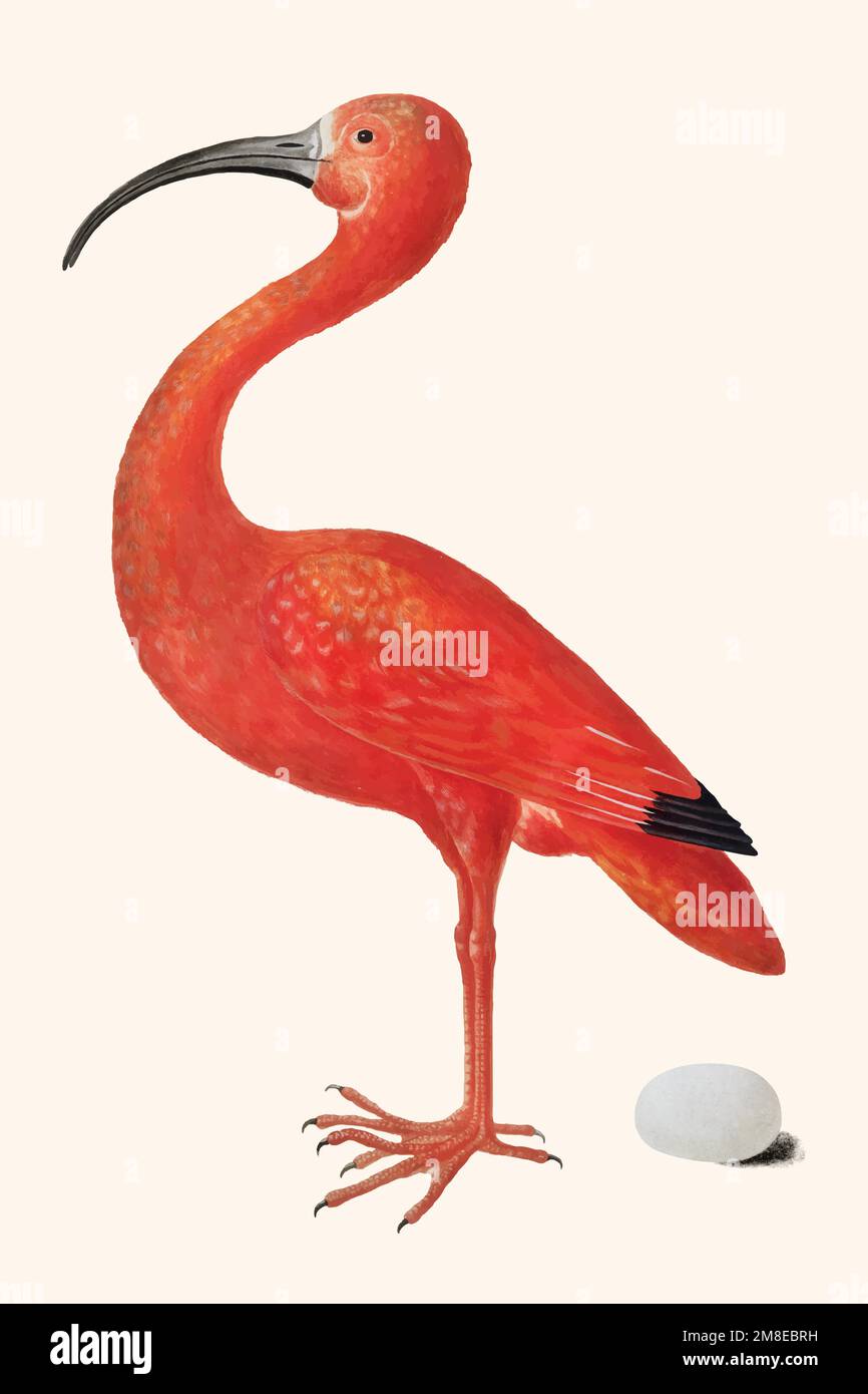 Scarlet ibis bird with an egg vintage illustration vector Stock Vector ...