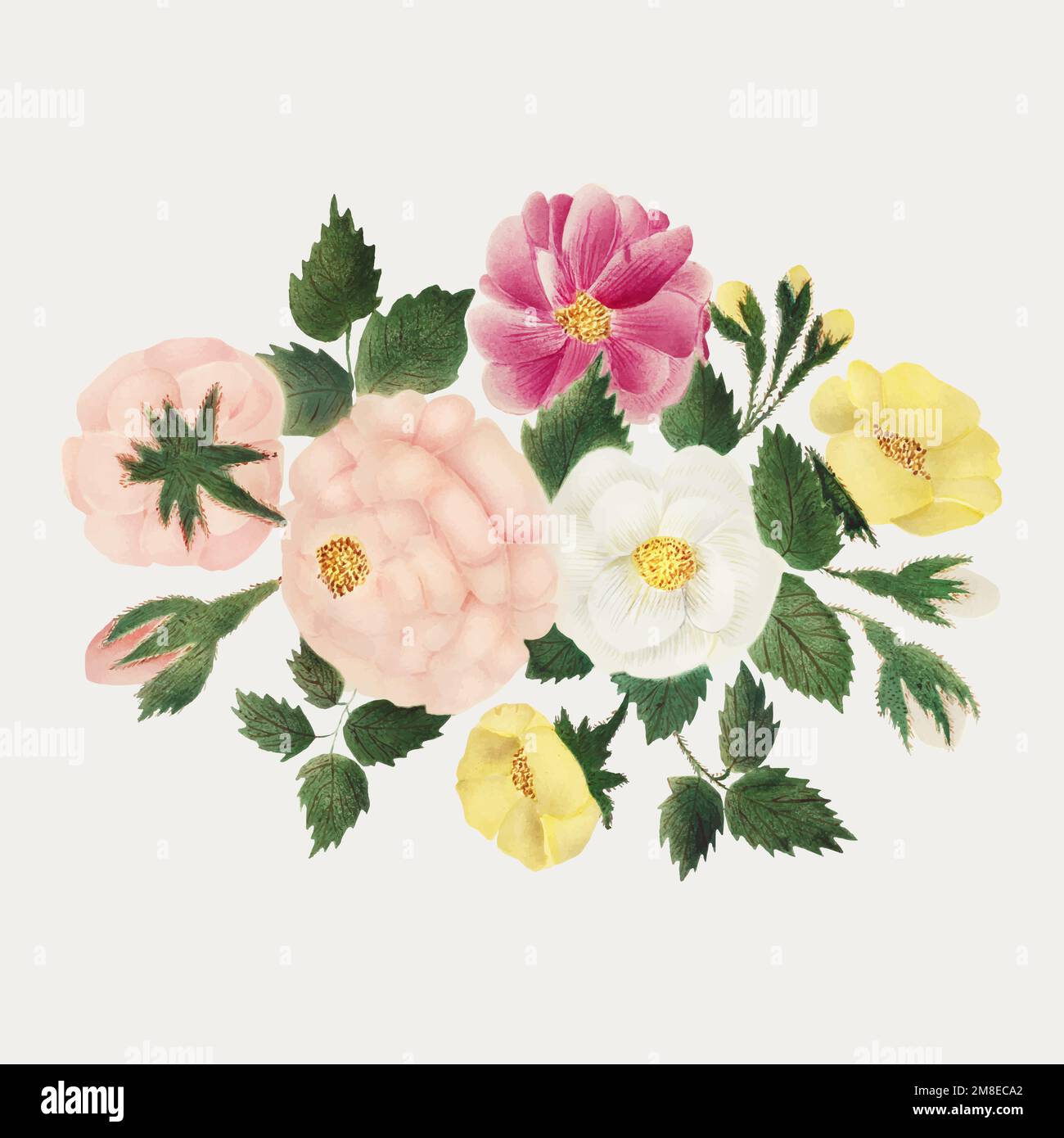 June roses vintage illustration vector Stock Vector Image & Art - Alamy