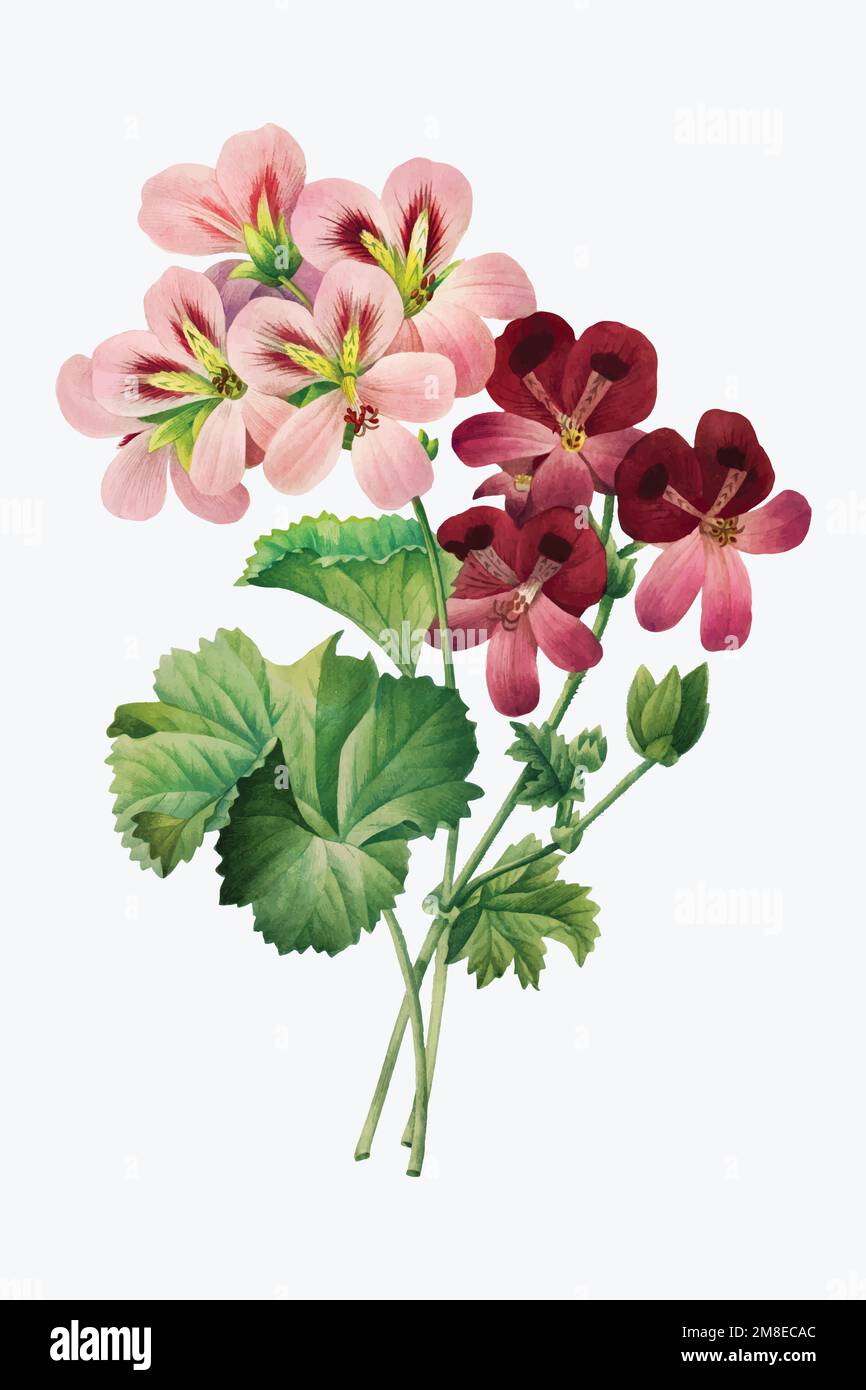Vintage geranium vector Stock Vector Image & Art - Alamy