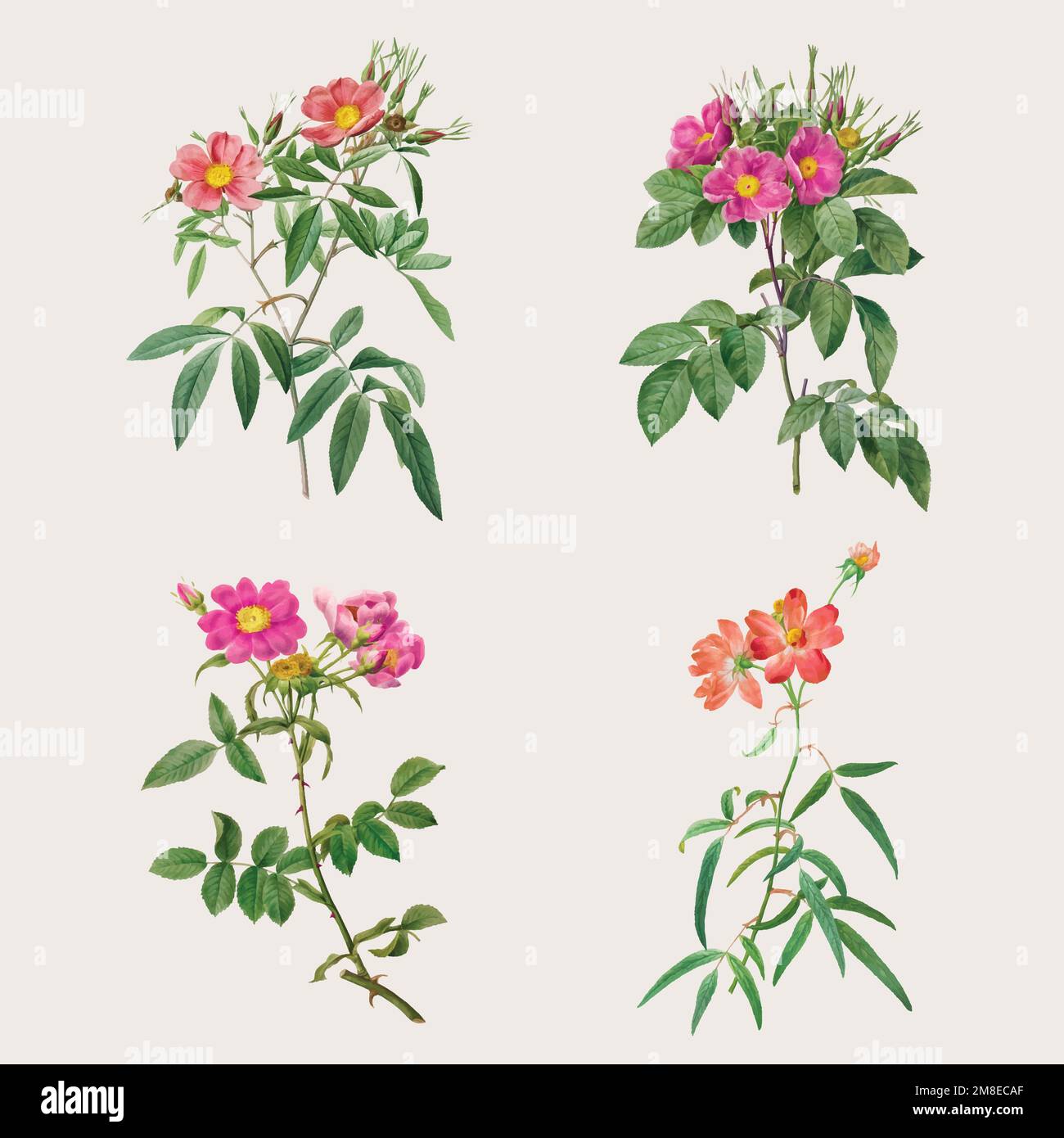 Vintage rose flower vector collection Stock Vector Image & Art - Alamy