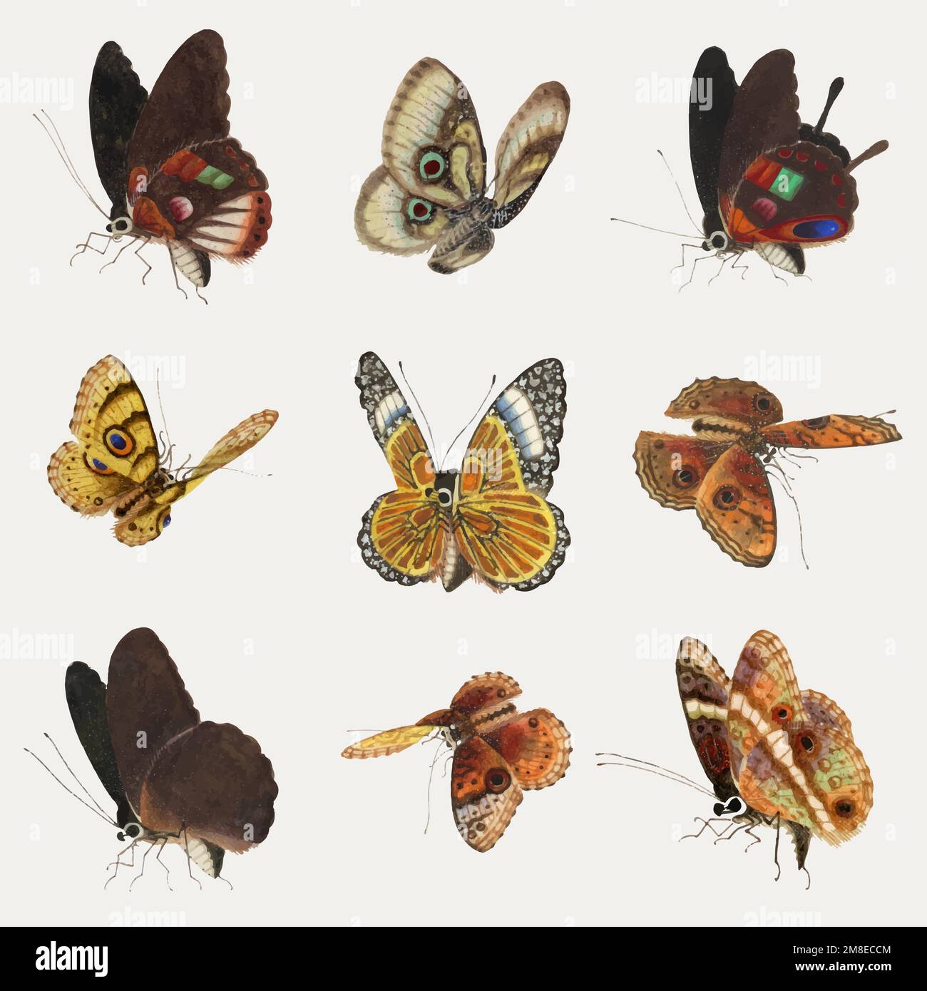 Butterfly and moth vector vintage drawing collection Stock Vector Image ...