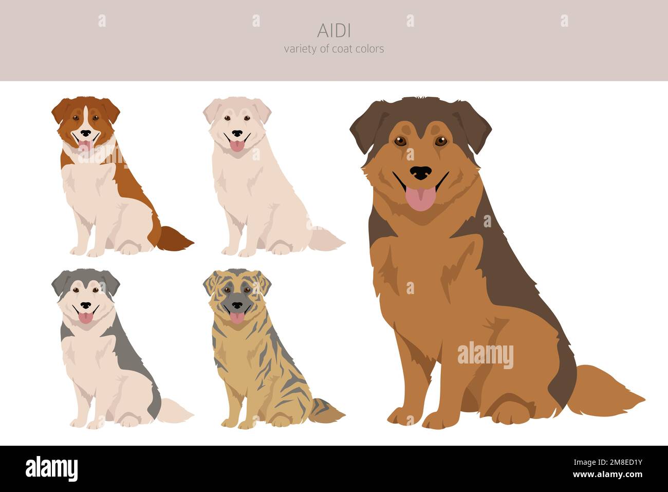 Aidi clipart. Different poses, coat colors set. Vector illustration ...