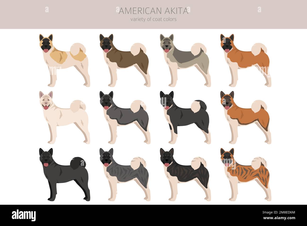 American Akita dog clipart. All coat colors set. Different position ...