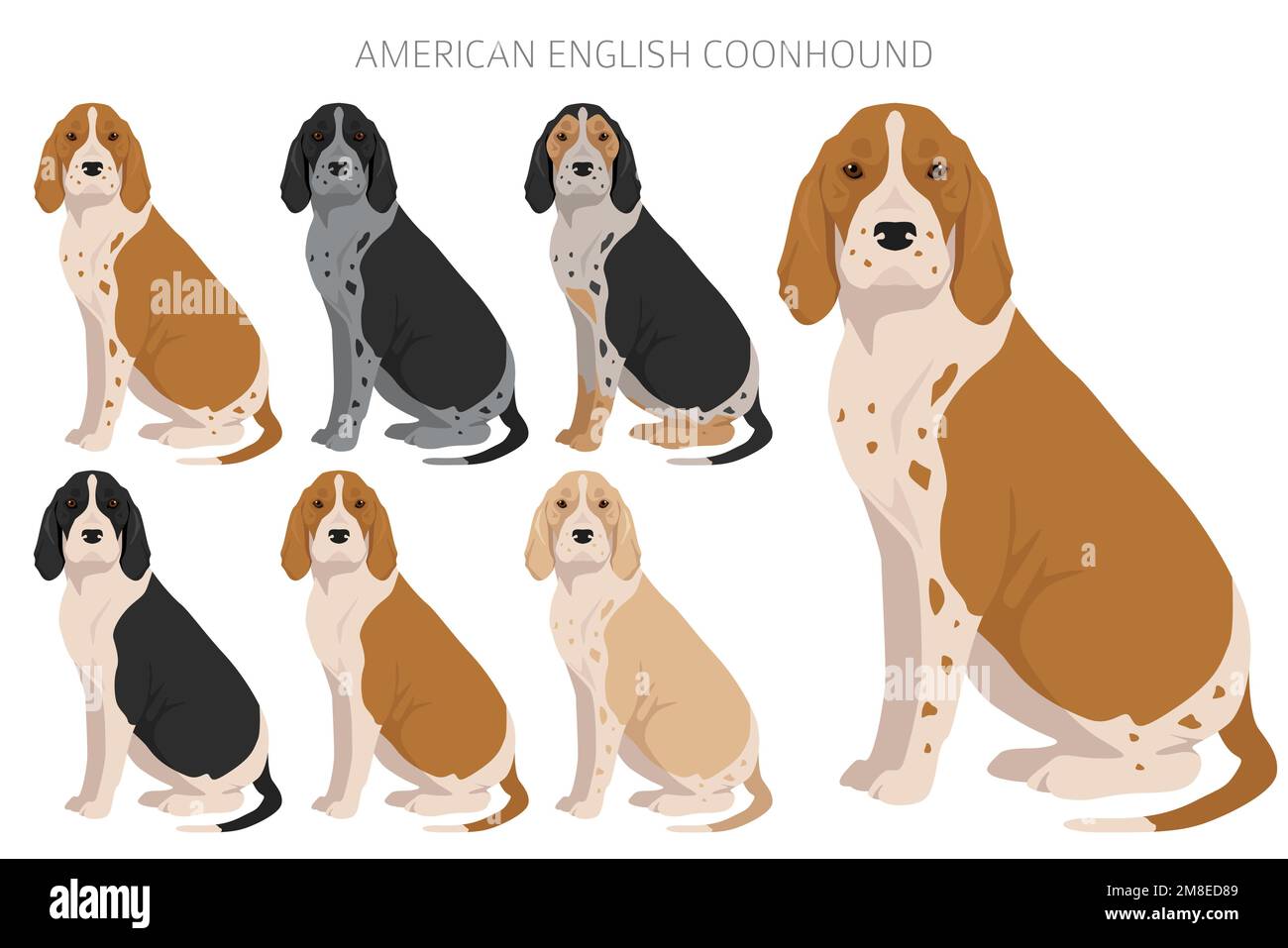 American englisn coonhound all colours clipart. Different coat colors ...