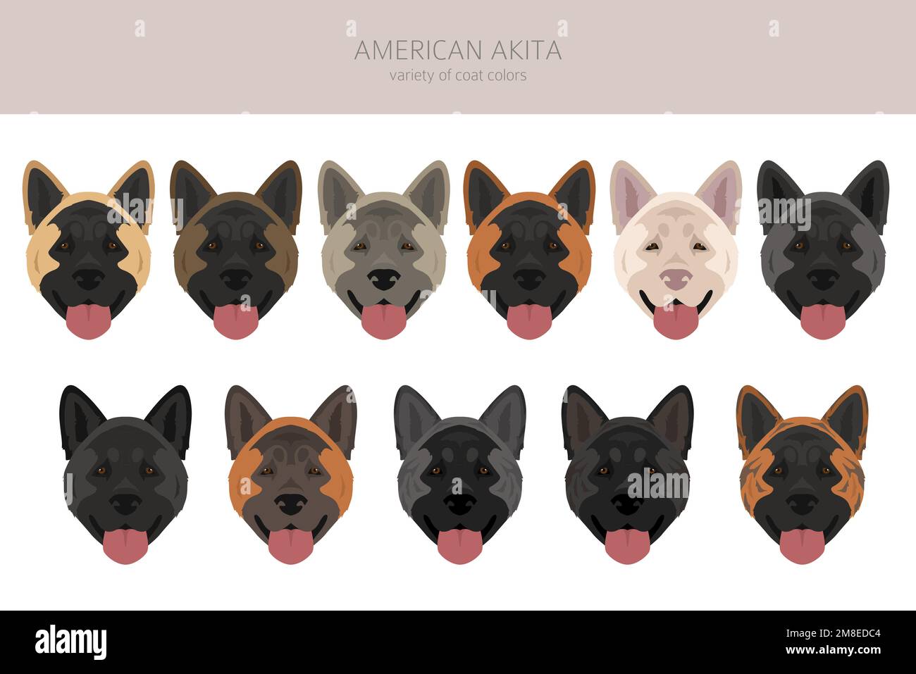 American Akita dog clipart. All coat colors set. Different position ...