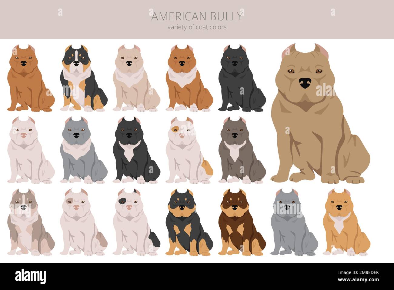 American bully all colours clipart. Different coat colors set. Vector ...