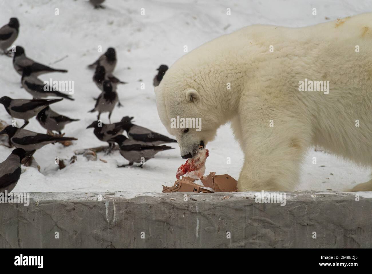 Moscow. The polar bear eats meat in the open-air cage of Moscow Zoo ...