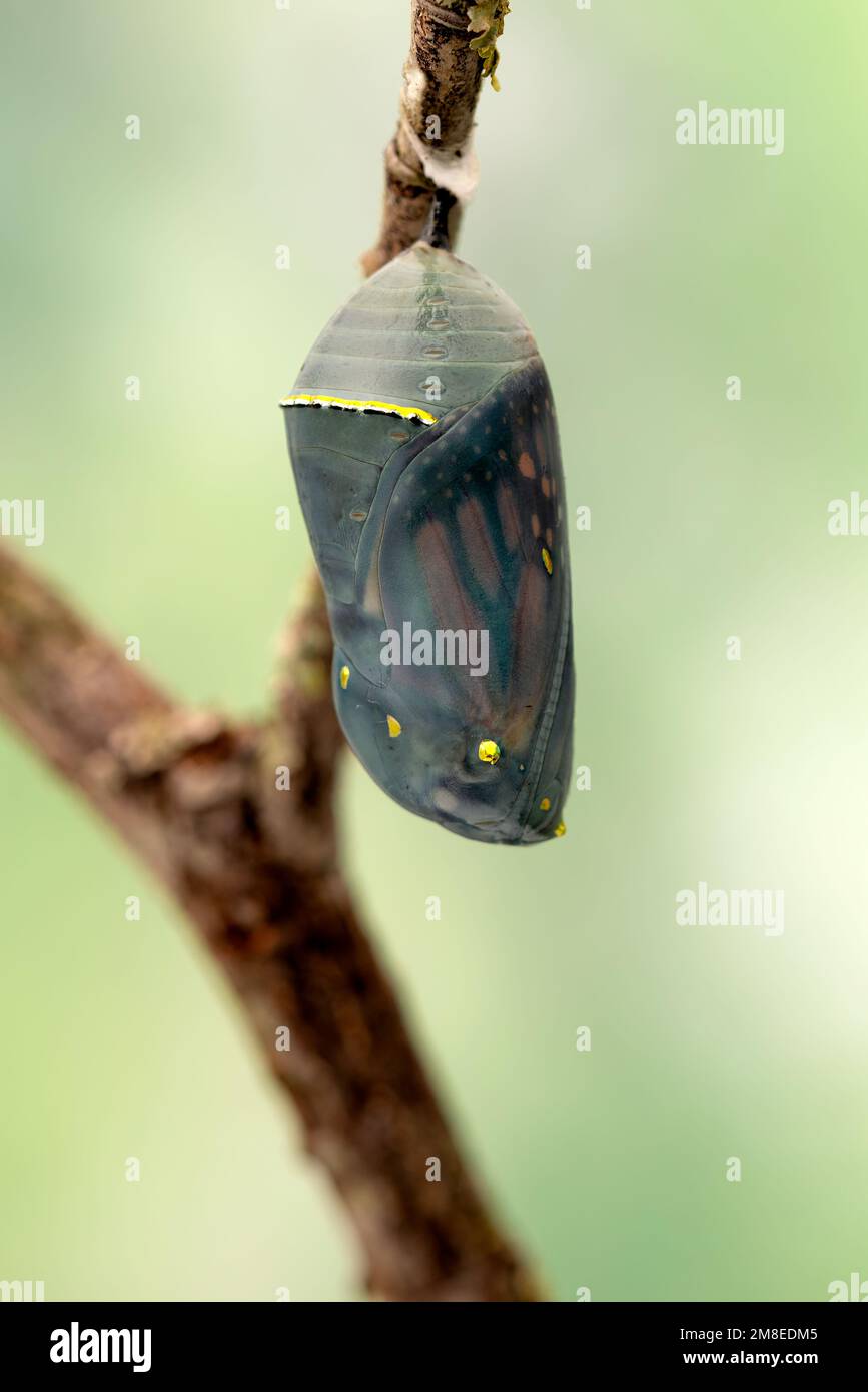 A monarch (danaus plexippus) chrysalis that is ready to emerge - on a ...