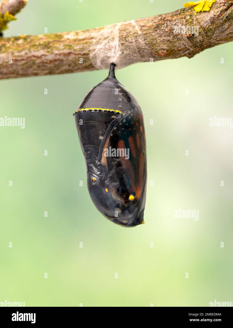 A monarch (danaus plexippus) chrysalis that is ready to emerge - on a ...