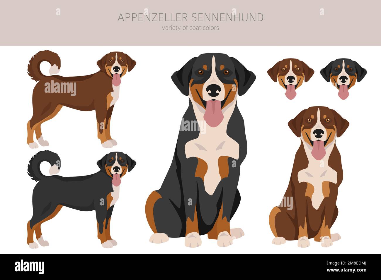 Appenzeller Origins