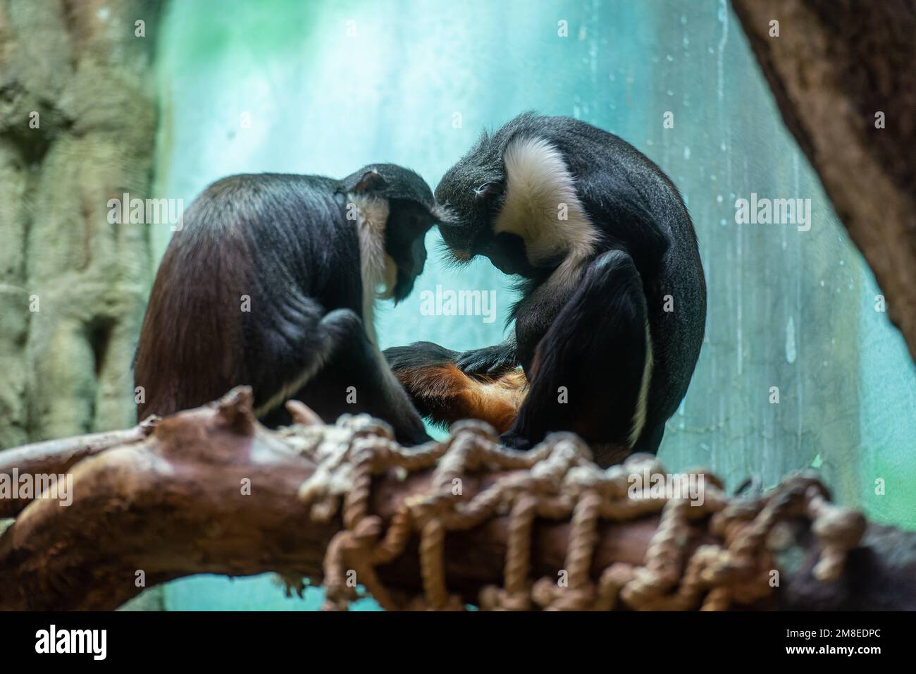 Moscow. Monkeys of breed a monkey Diana in the open-air cage of Moscow ...