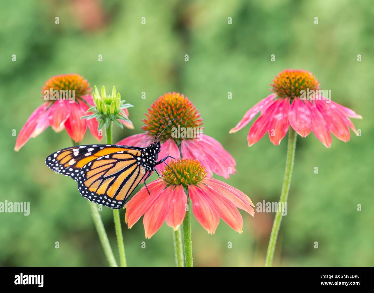 Side view of a monarch butterfly (danaus plexippus) resting on a cone ...