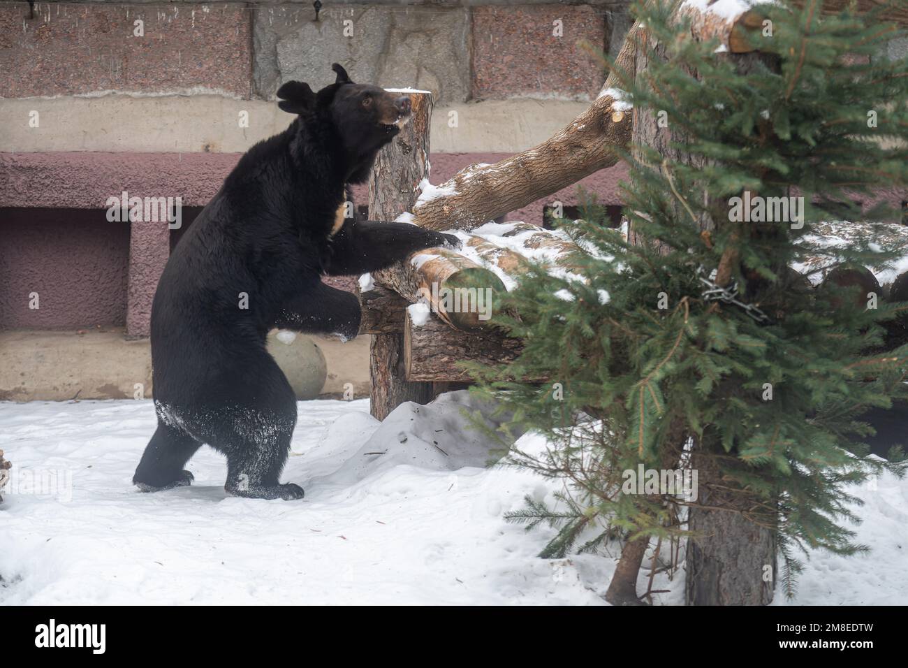 Moscow. The Himalaya bear in Moscow Zoo received unsold New Year's fir ...