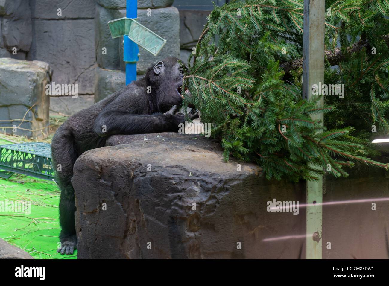 Moscow. The gorilla in Moscow Zoo received unsold New Year's fir-trees ...