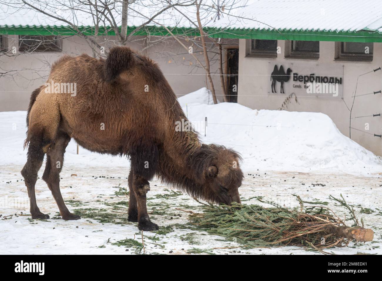Moscow. Camels in Moscow Zoo received unsold New Year's fir-trees in ...
