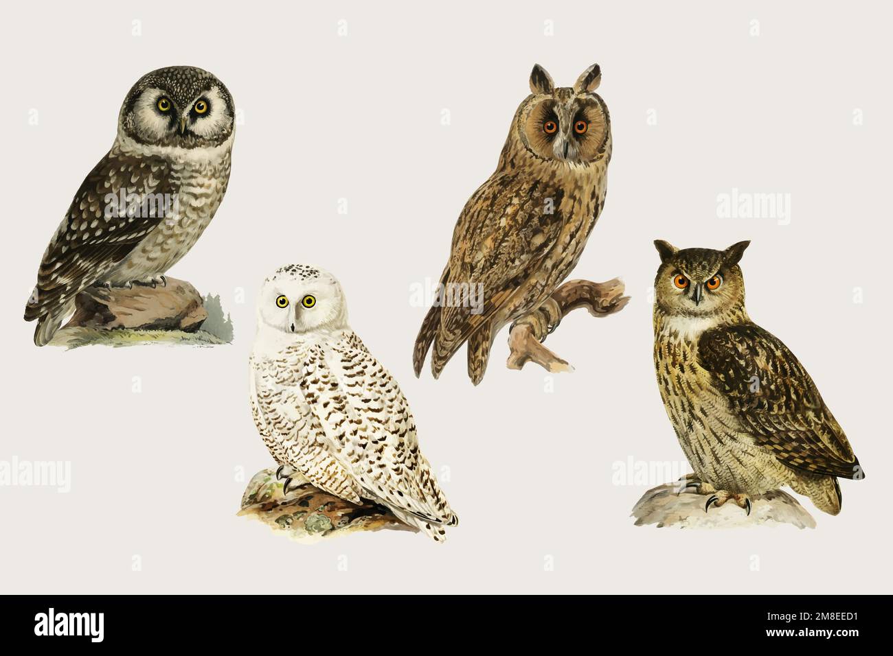 Vector mixed owl birds hand drawn set Stock Vector Image & Art - Alamy