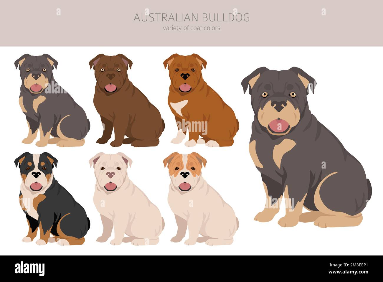 Australian bulldog clipart. All coat colors set. All dog breeds ...