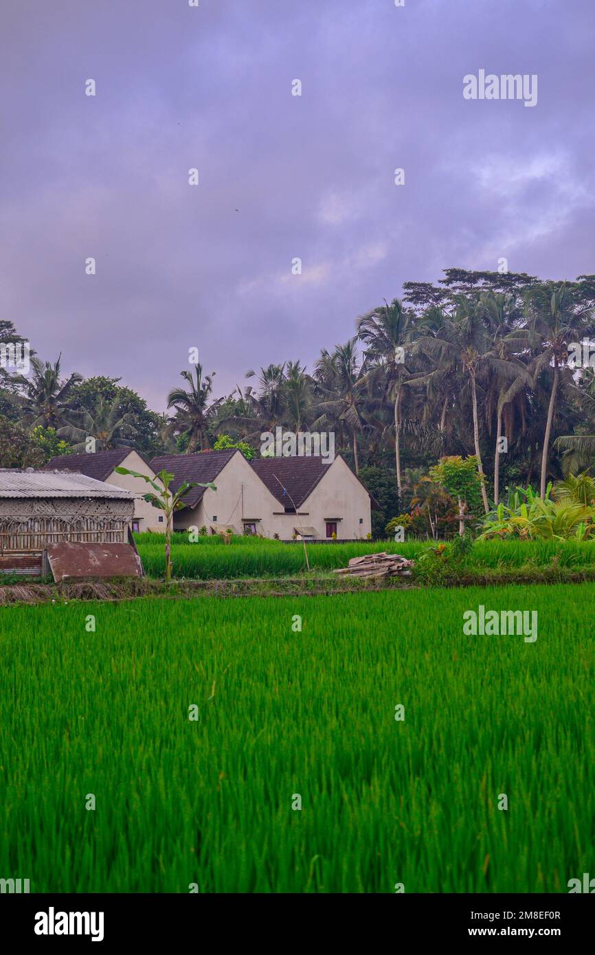 rice field, white buildings and palm trees Stock Photo - Alamy