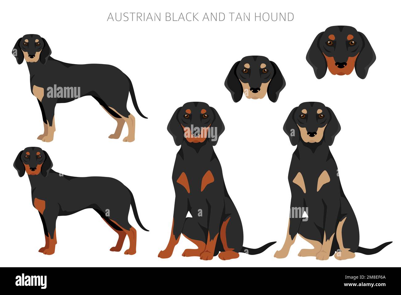 Austrian Black And Tan Hound Mix