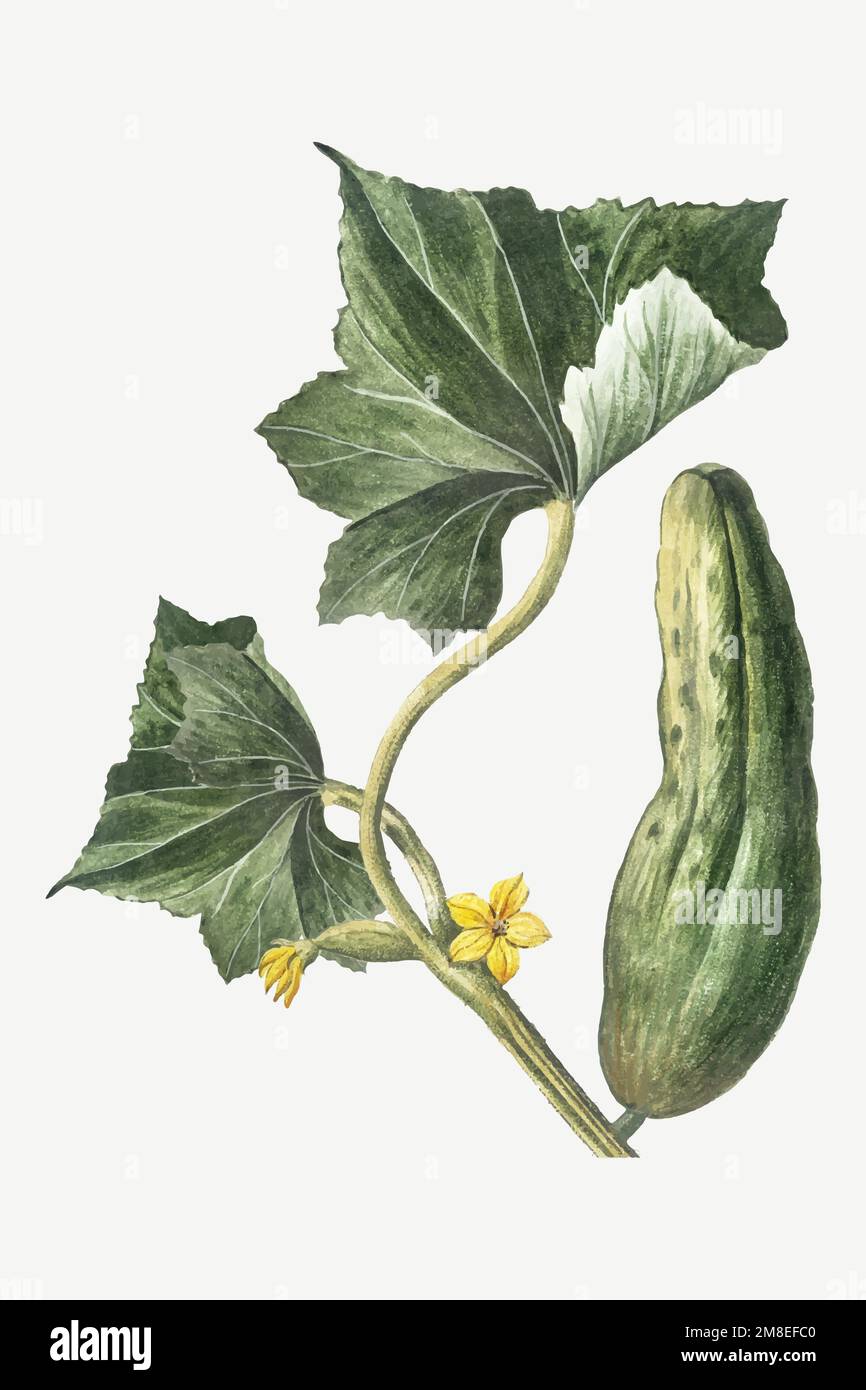 Green Cucumber plant vector Stock Vector Image & Art - Alamy