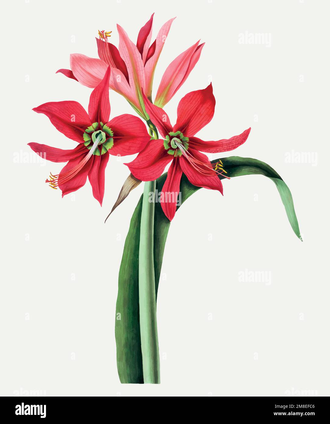 Vintage red lily flowers vector illustration, remix from artworks by De ...