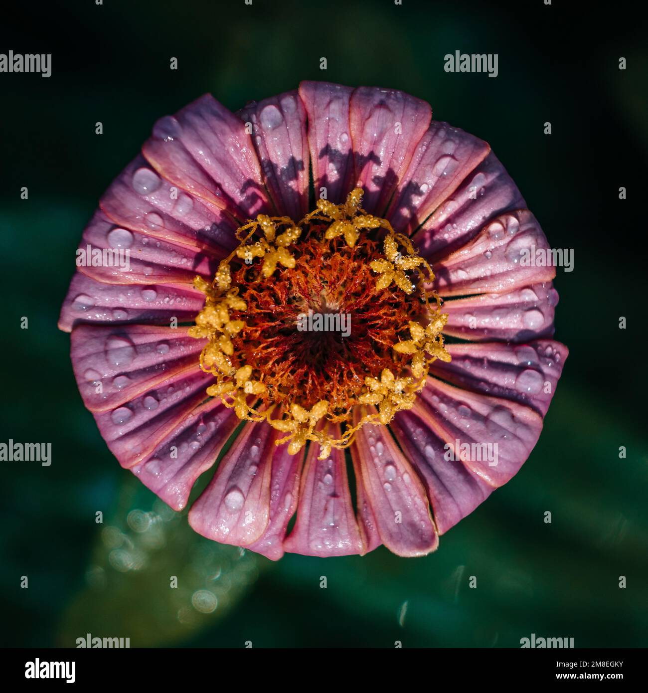 A top view shot of a pink Common zinnia flower with water droplets on ...