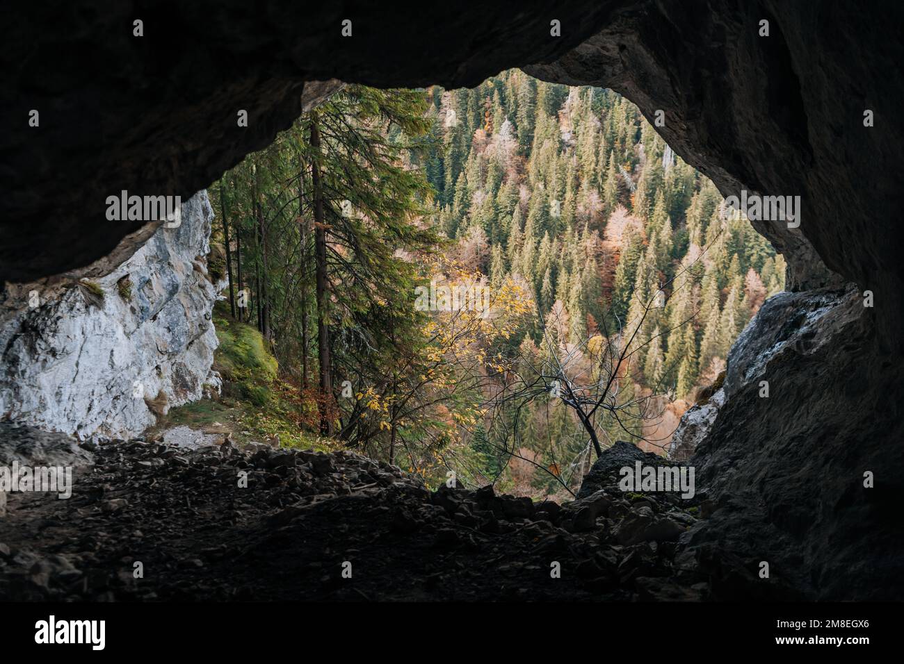 A scenic view of forest trees from inside of a dark cave Stock Photo ...
