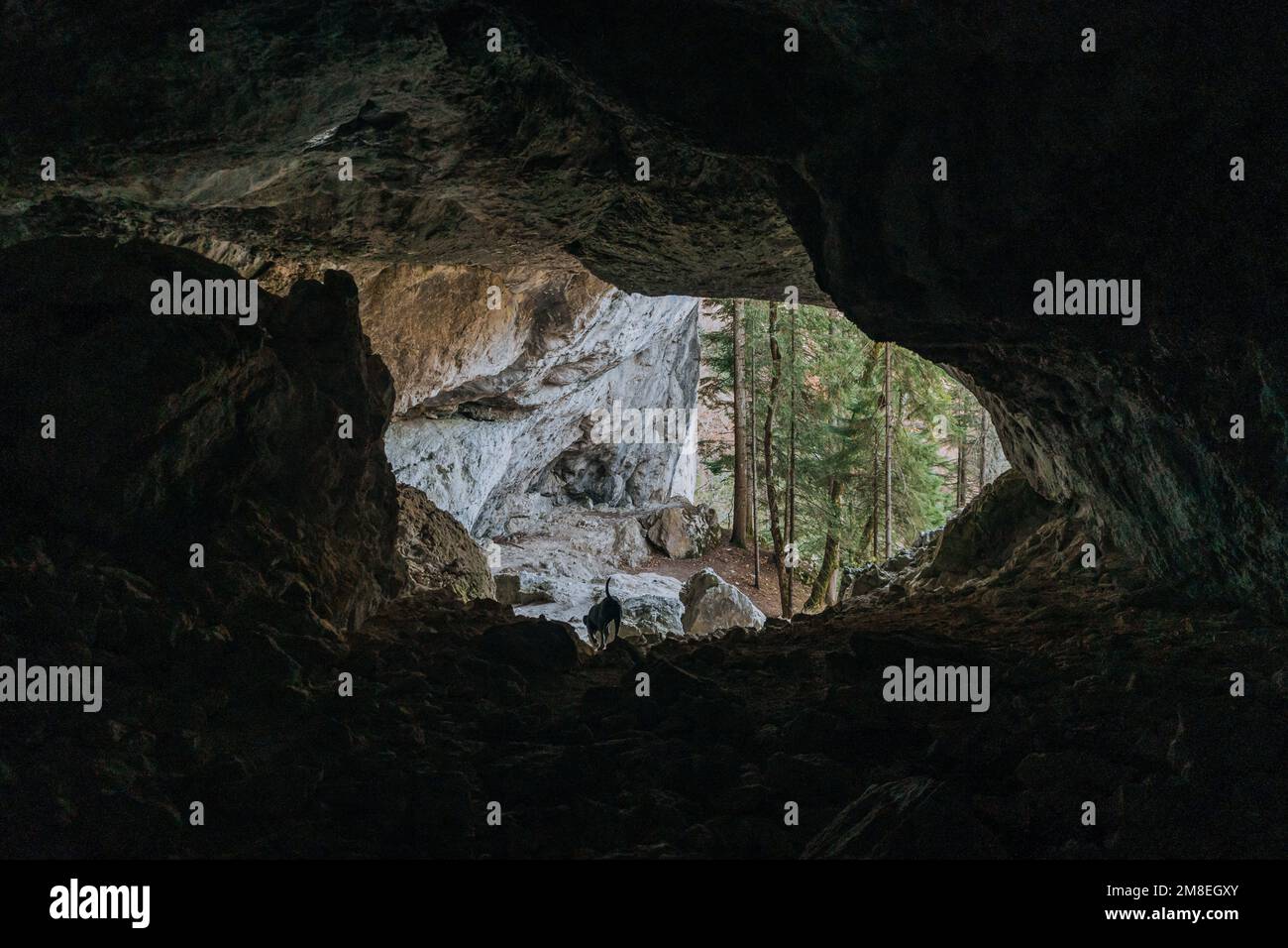 A scenic view of forest trees from inside of a dark cave Stock Photo ...