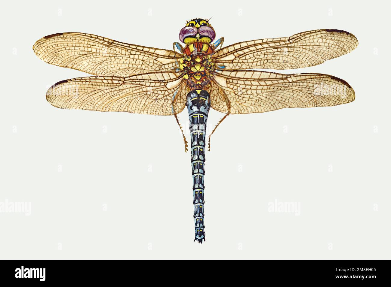 Hand drawn fly insect vector Stock Vector Image & Art - Alamy