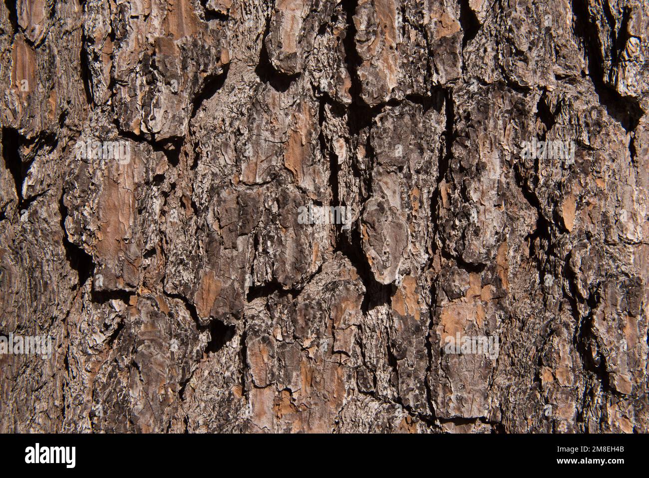 Tree bark texture with natural sunlight for background Stock Photo - Alamy
