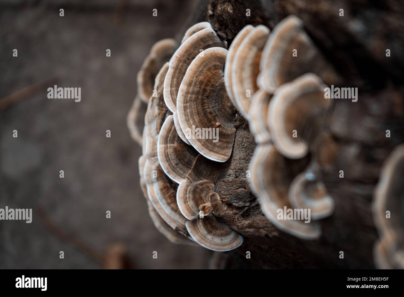 A closeup high angle shot of a tall tree branch covered with mushrooms ...