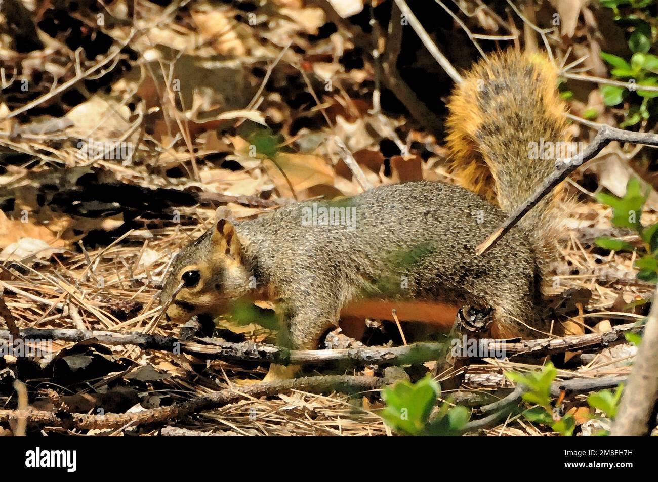 squirrel in the forest Stock Photo - Alamy