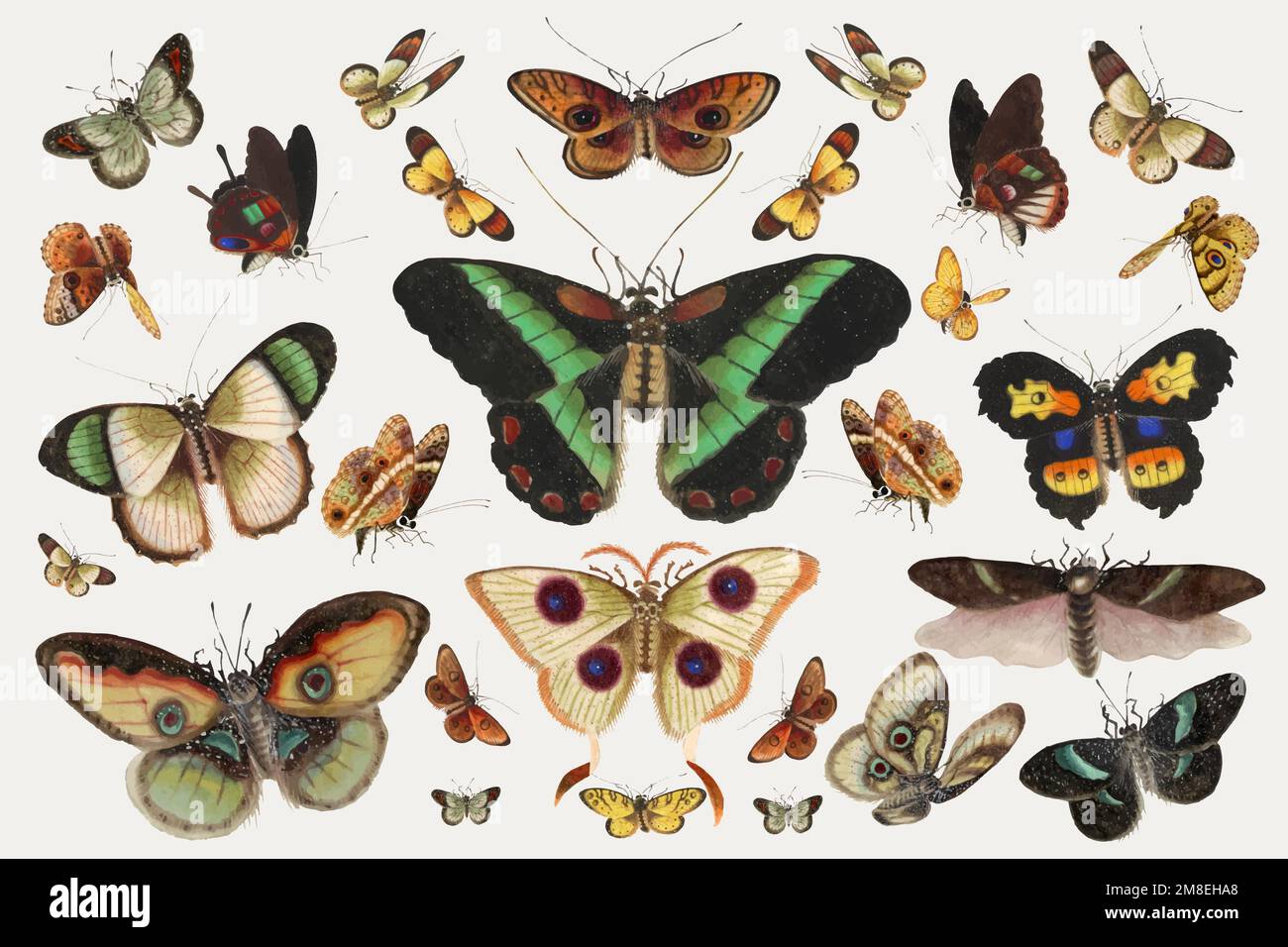 Butterfly and moth insect vector vintage illustration set Stock Vector ...