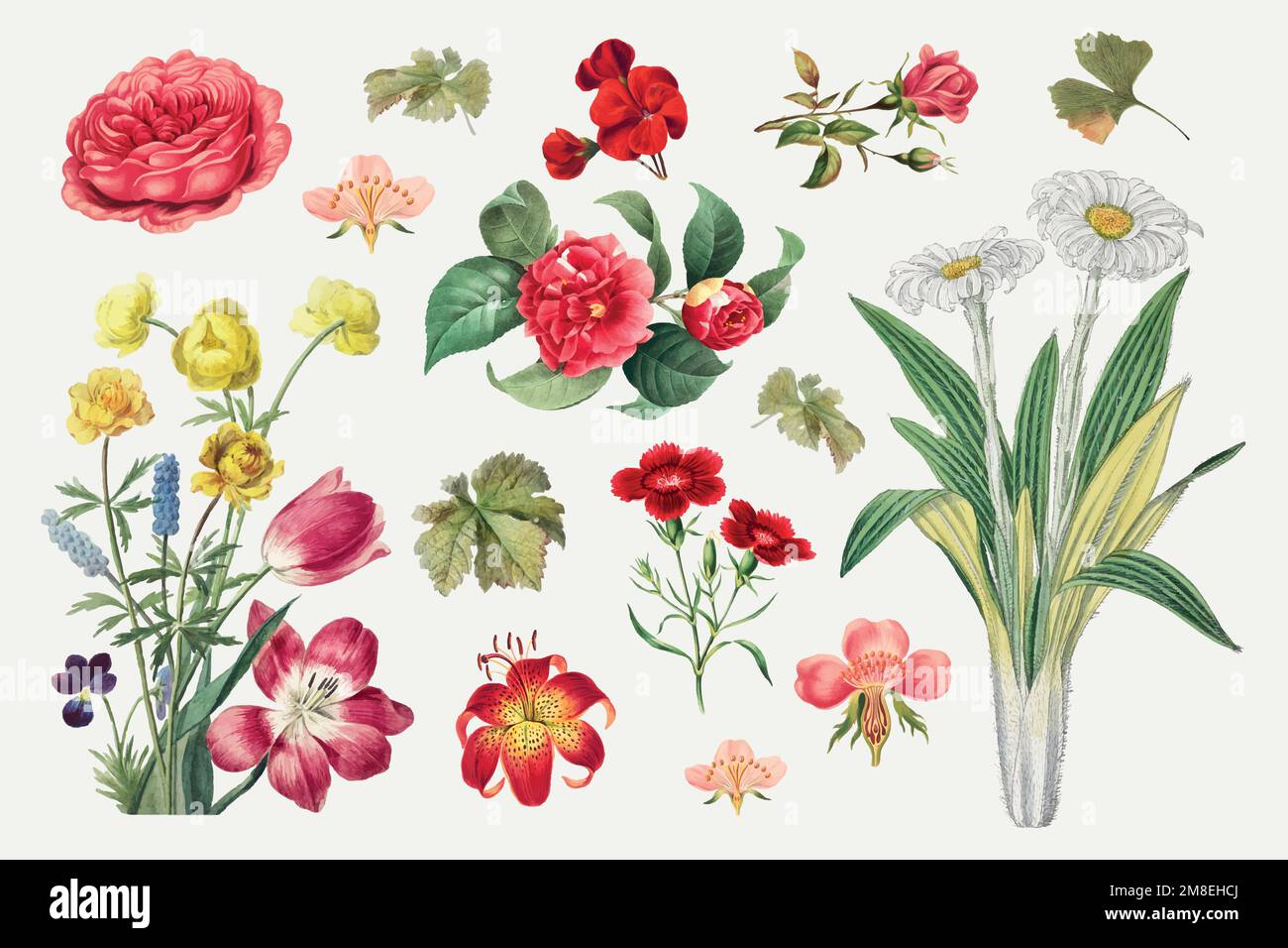 Vintage flower botanical illustration vector set Stock Vector Image ...