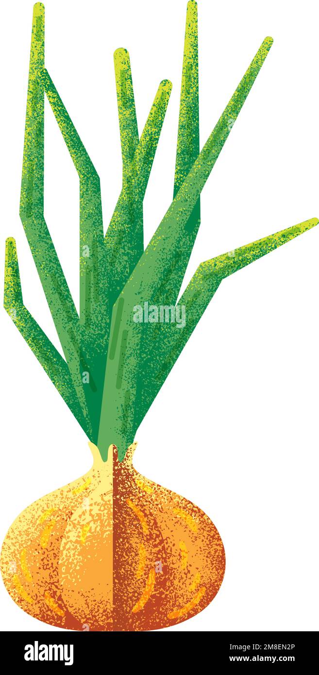 Onion drawing in textured style. Fresh vegetable icon Stock Vector ...