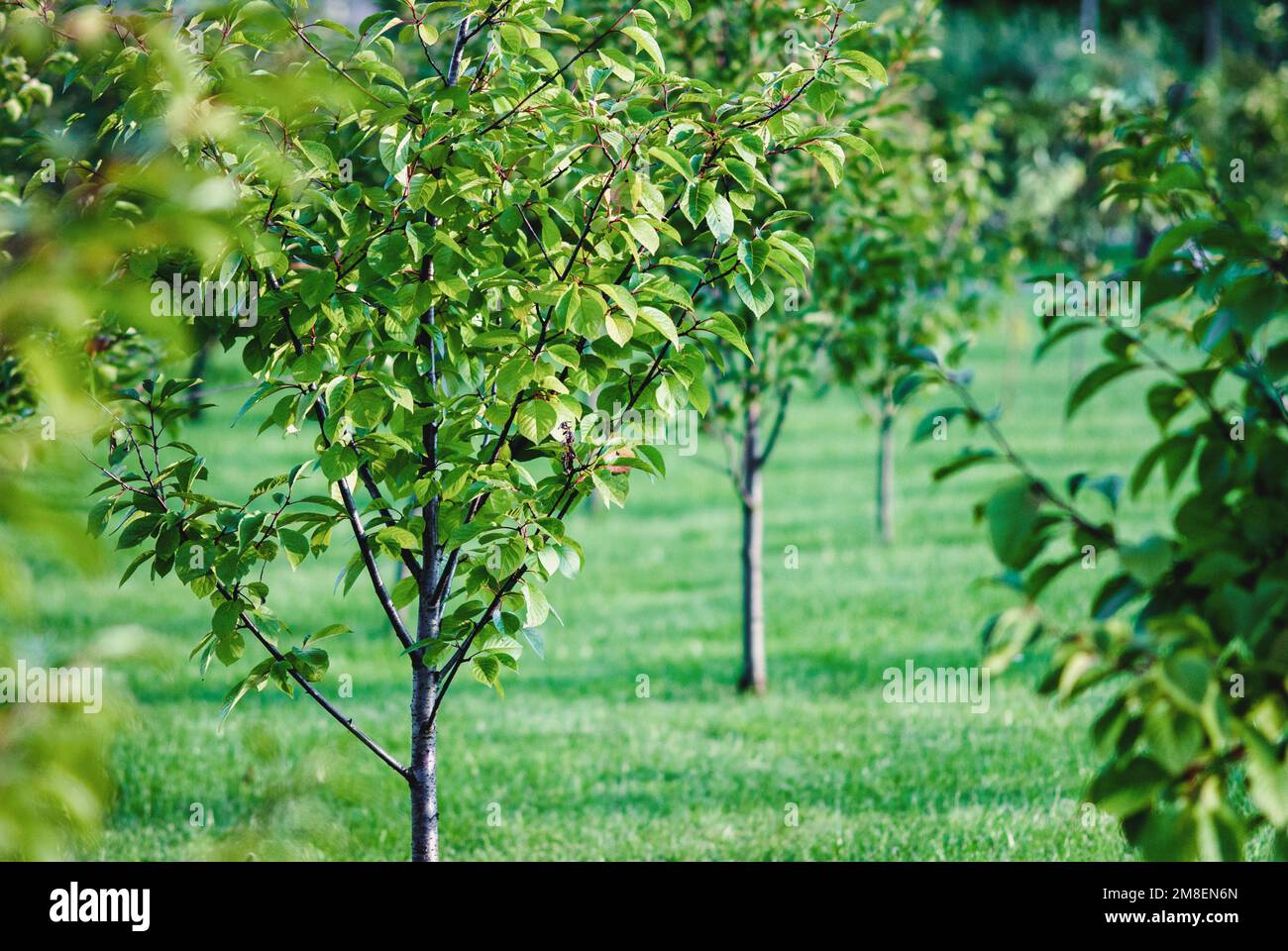 New orchard with cherry trees growing in rows Stock Photo - Alamy