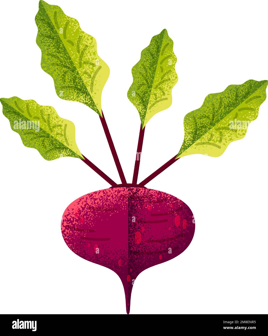 Beetroot drawing hi-res stock photography and images - Alamy