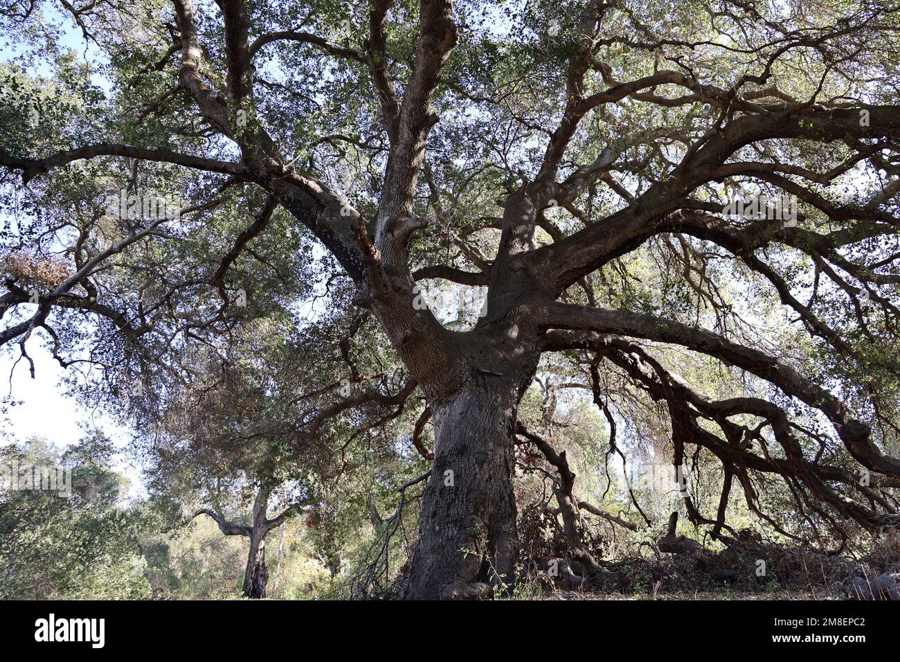 Magnificent tree hi-res stock photography and images - Alamy