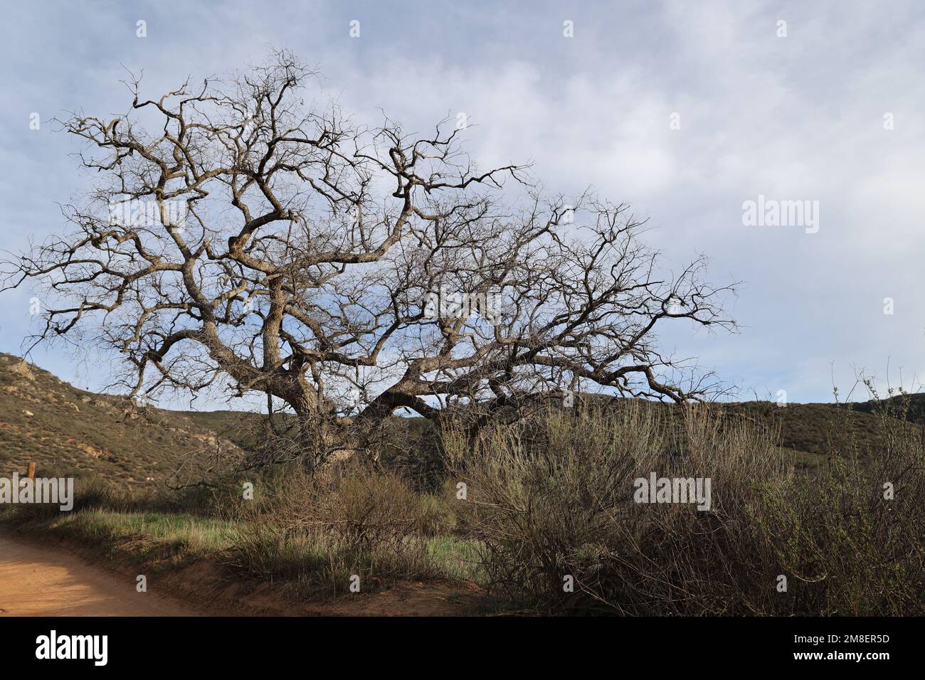 Dead_tree hi-res stock photography and images - Alamy