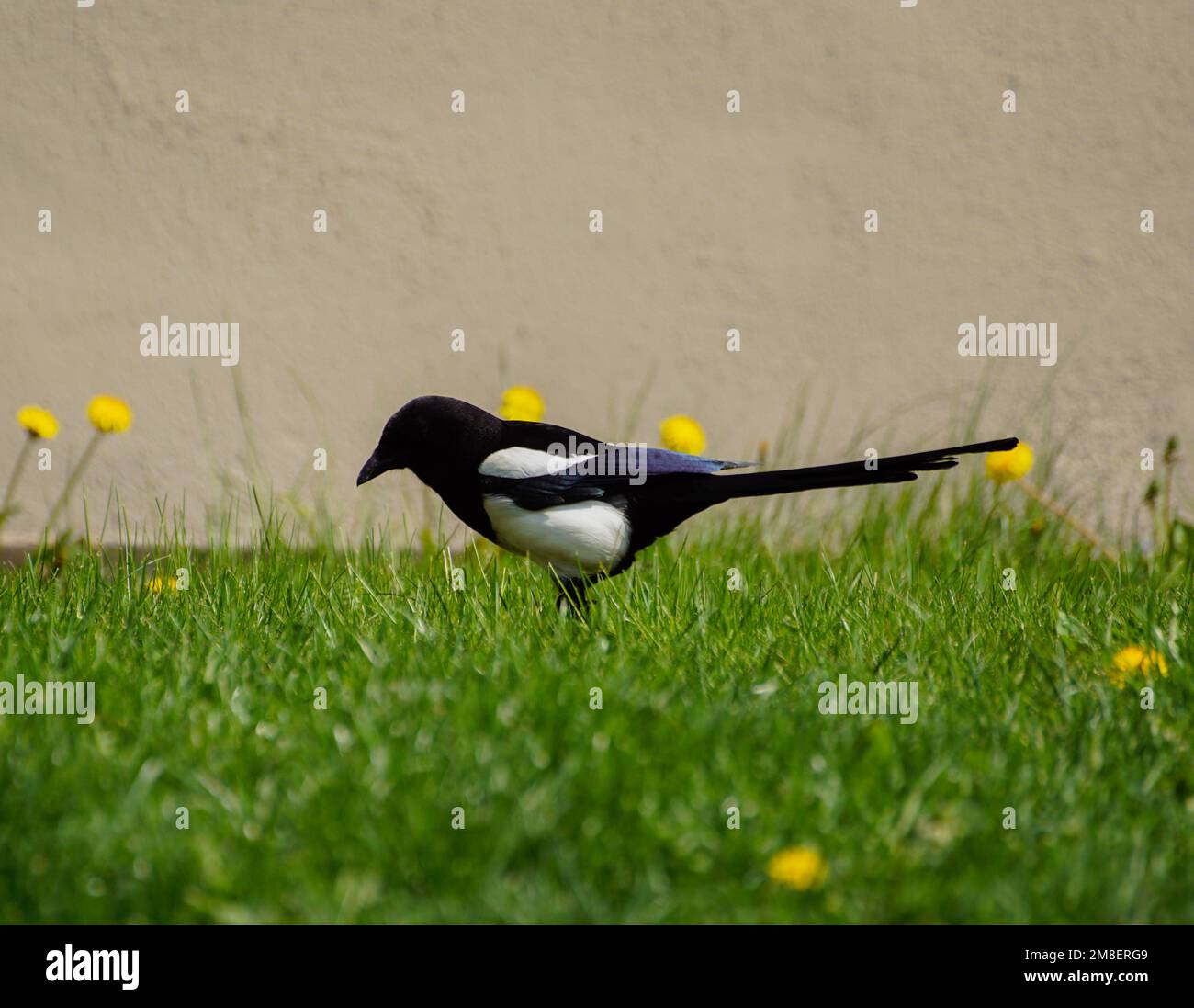 One magpie standing on the grass hi-res stock photography and images ...